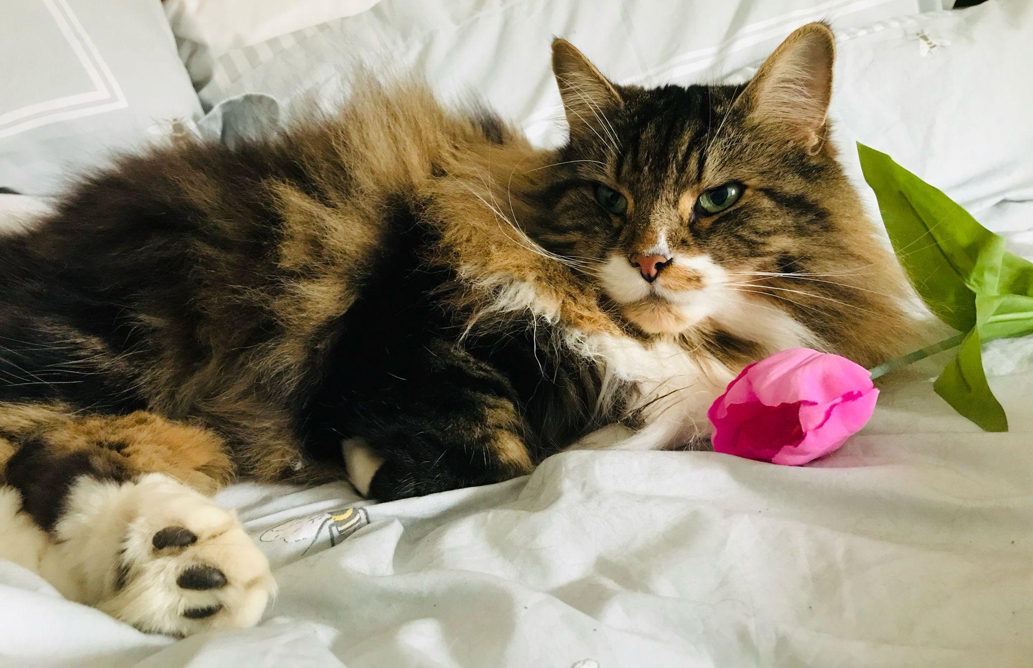 Valentine's Day: My cat Romeo takes 'Viagra' - BBC News