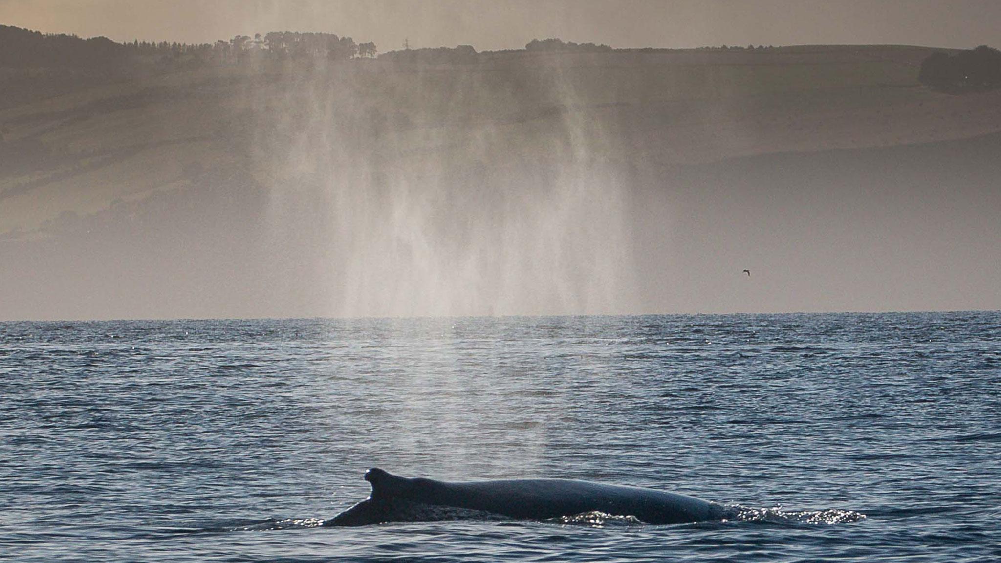 Humpback surprises wildlife watchers in Cromarty Firth - BBC News