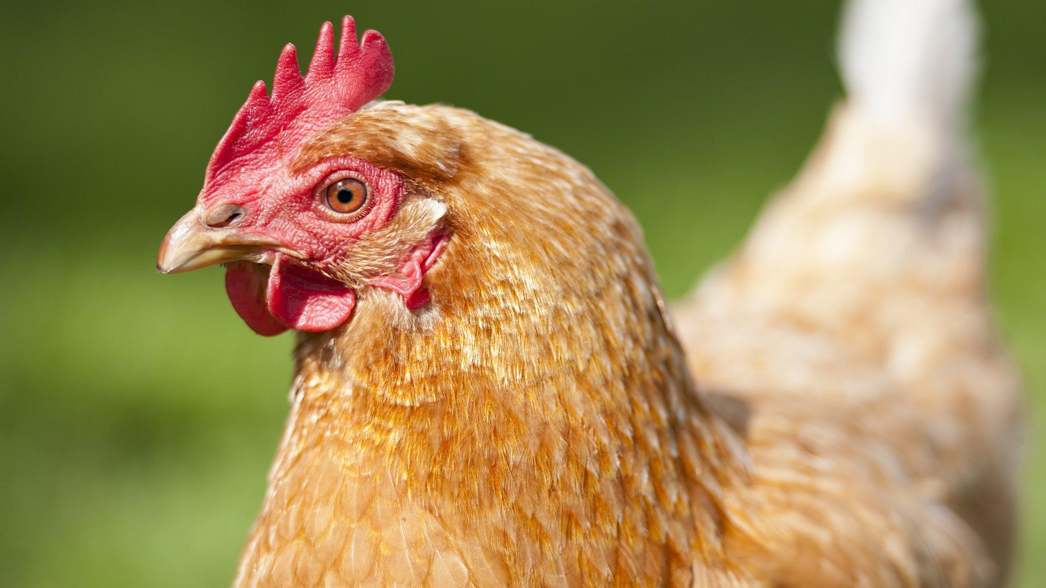 Walston Poultry Farm: 'Extreme suffering' of hens filmed - BBC News