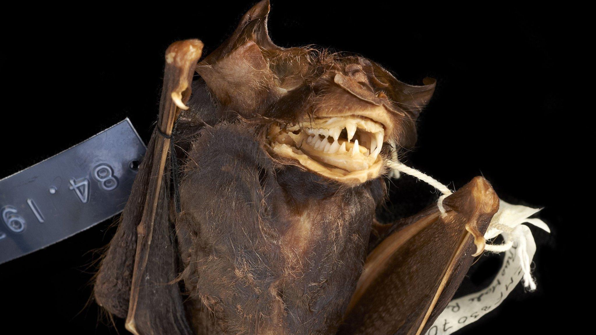 Chile worried about 'bat plague' as more appear in homes - BBC News