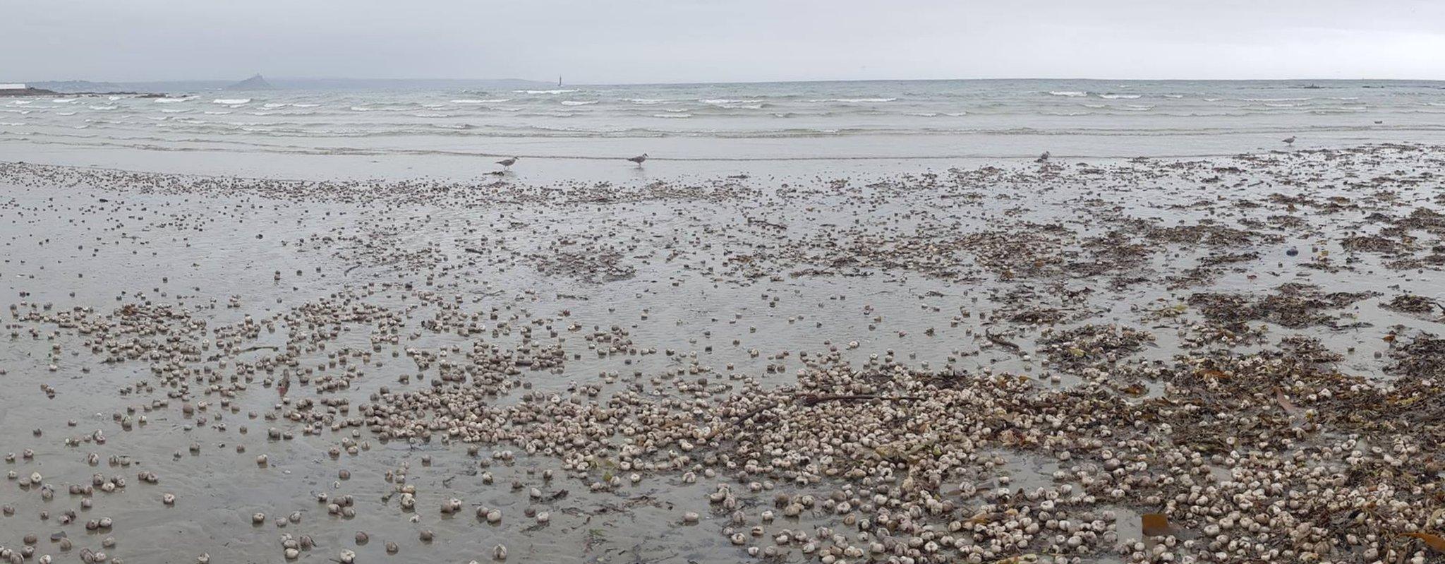 Hundreds of sea potatoes cover Penzance beach - BBC News