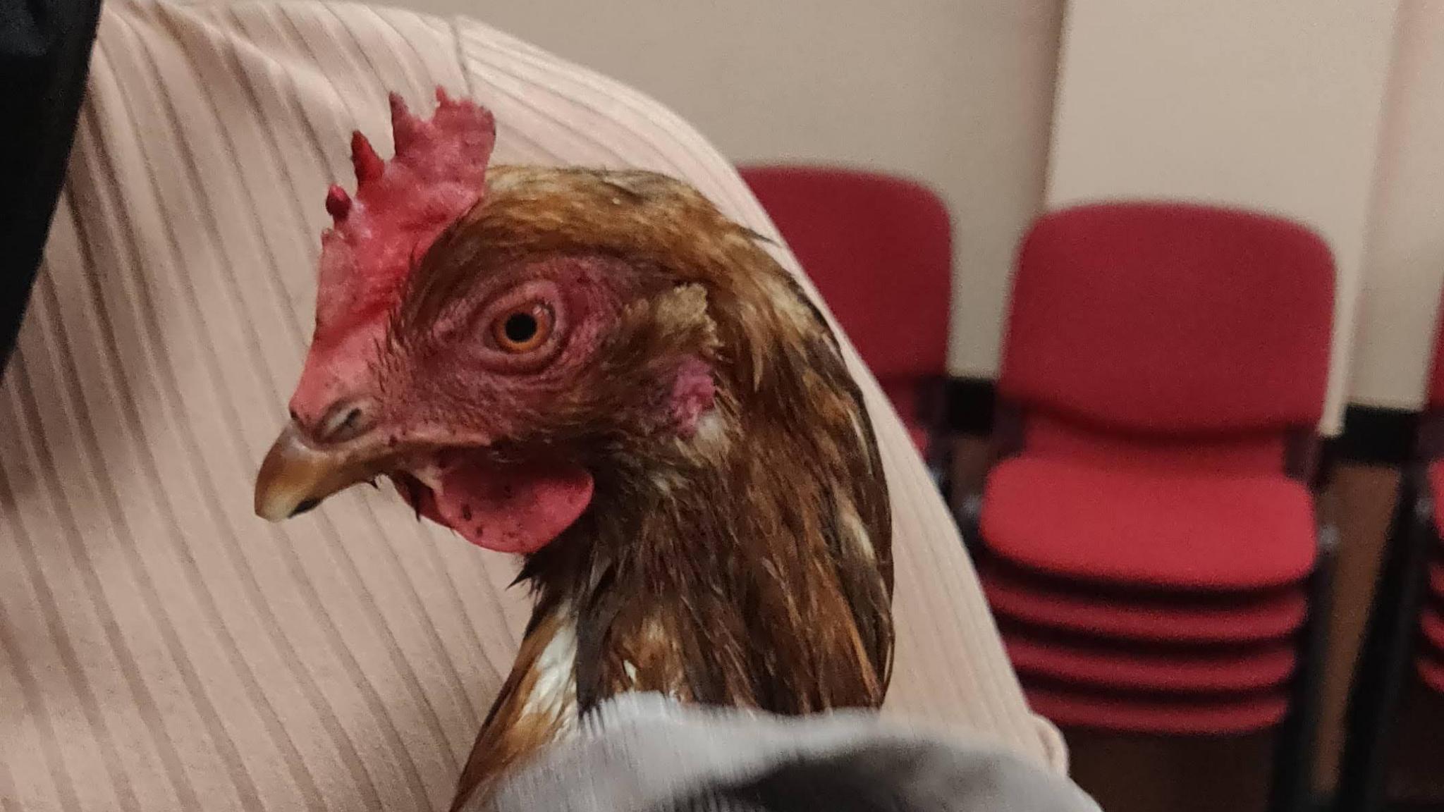Hens, lost engagement rings and other odd polling station stories - BBC ...