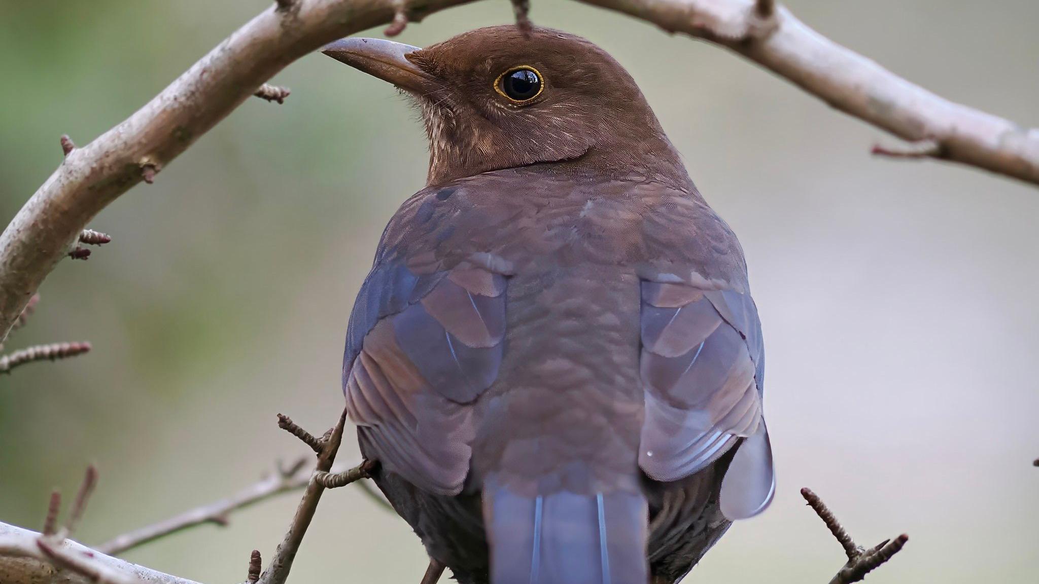 Your pictures of birds in Cumbria as garden project takes off - BBC News