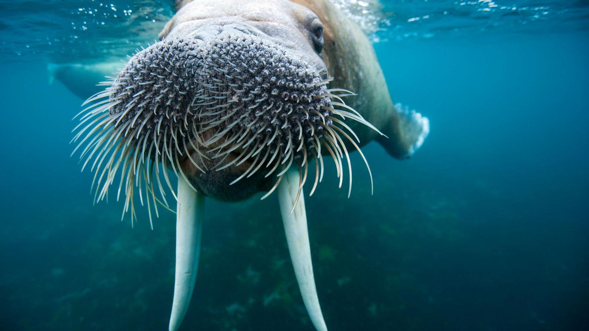 Extinct Giant Walrus