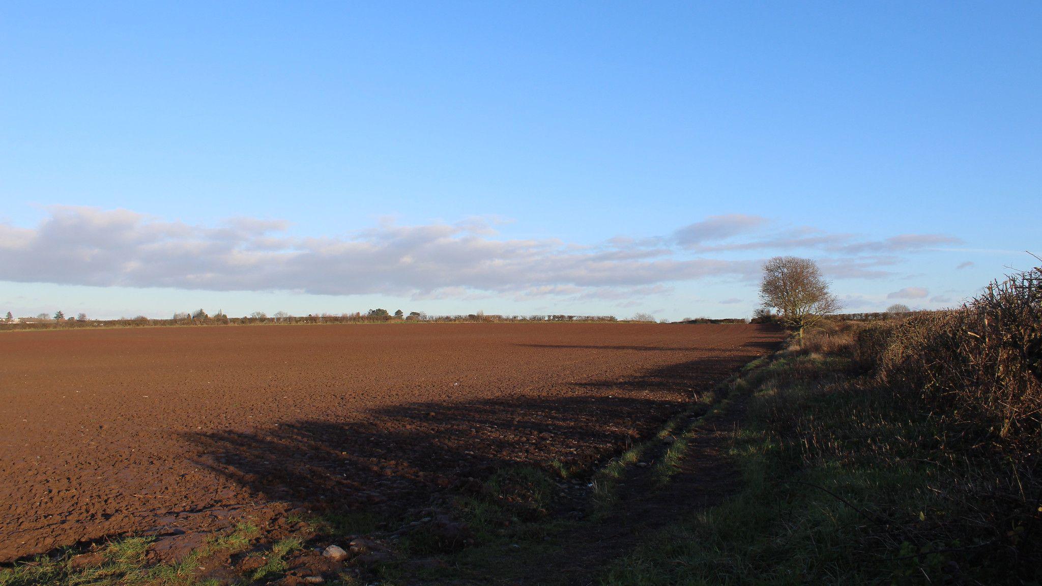 New 7,000 tree Loughborough woodland set to be planted - BBC News
