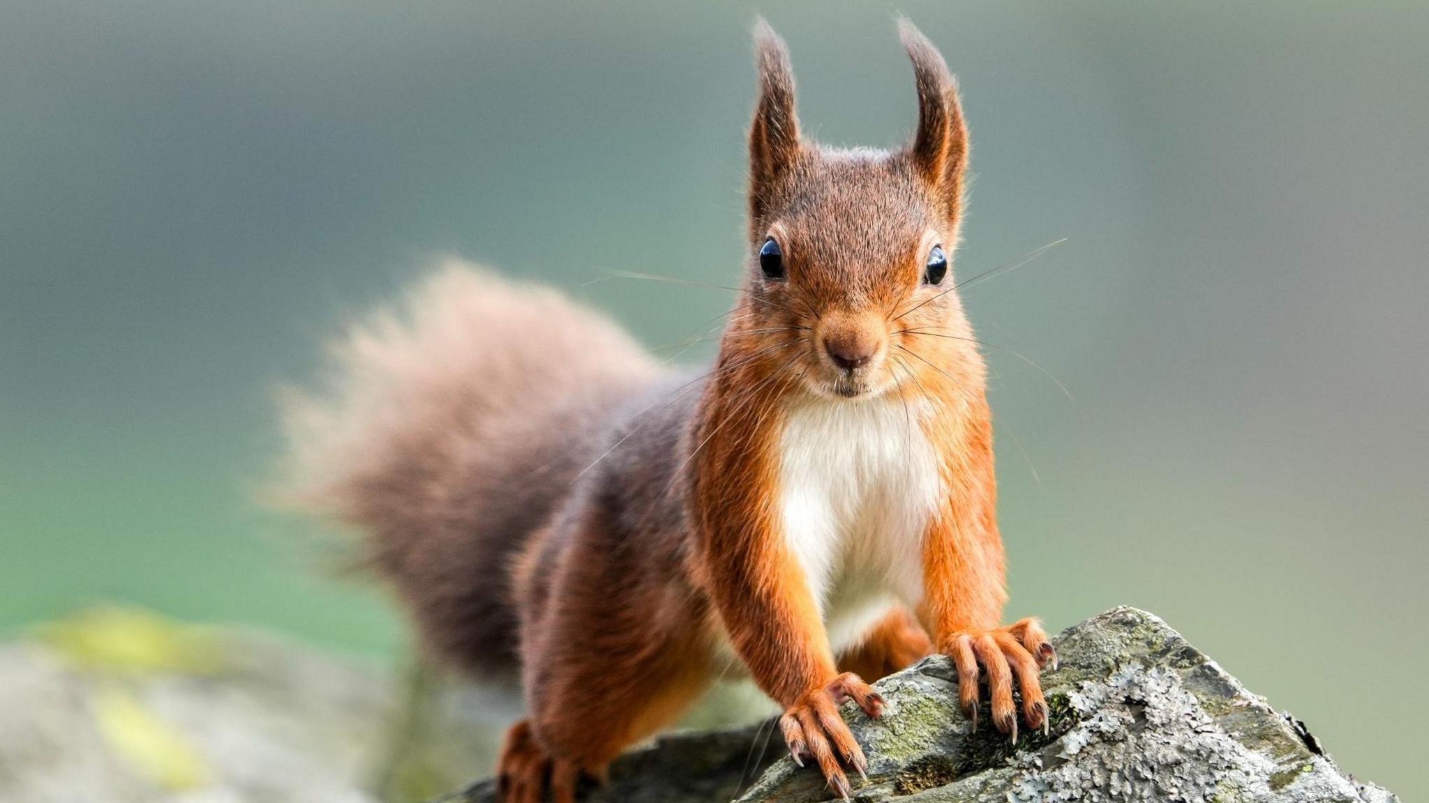 Urgent calls to prevent the extinction of red squirrels - BBC News