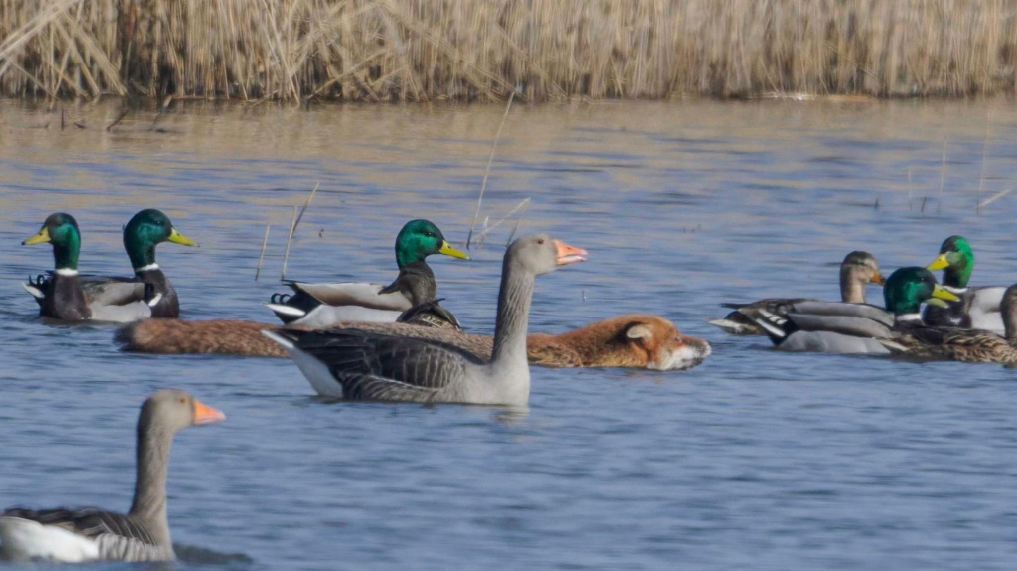 Fox swims with ducks and geese at RSPB Blacktoft Sands - BBC News