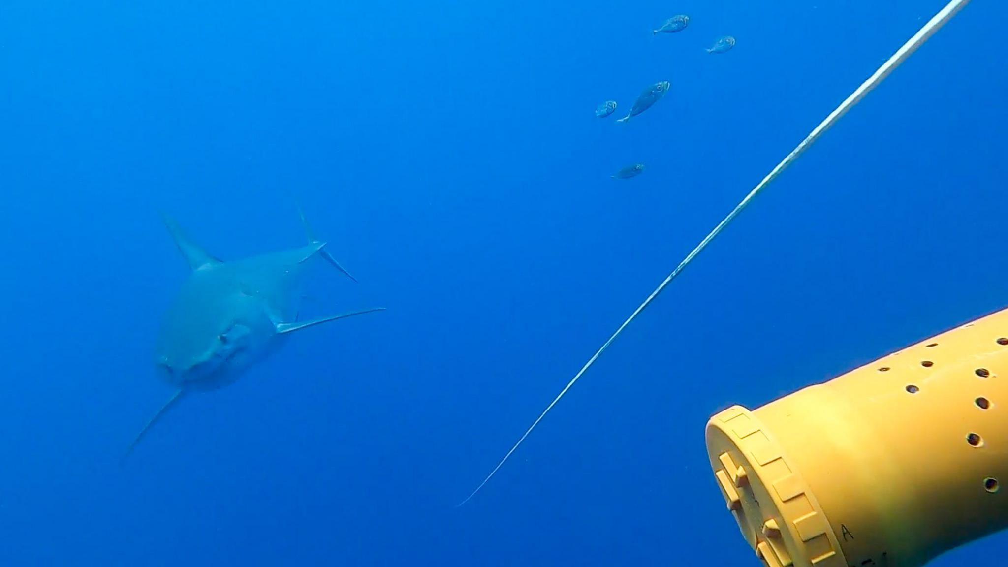 Great white sharks face extinction in Mediterranean, say researchers ...
