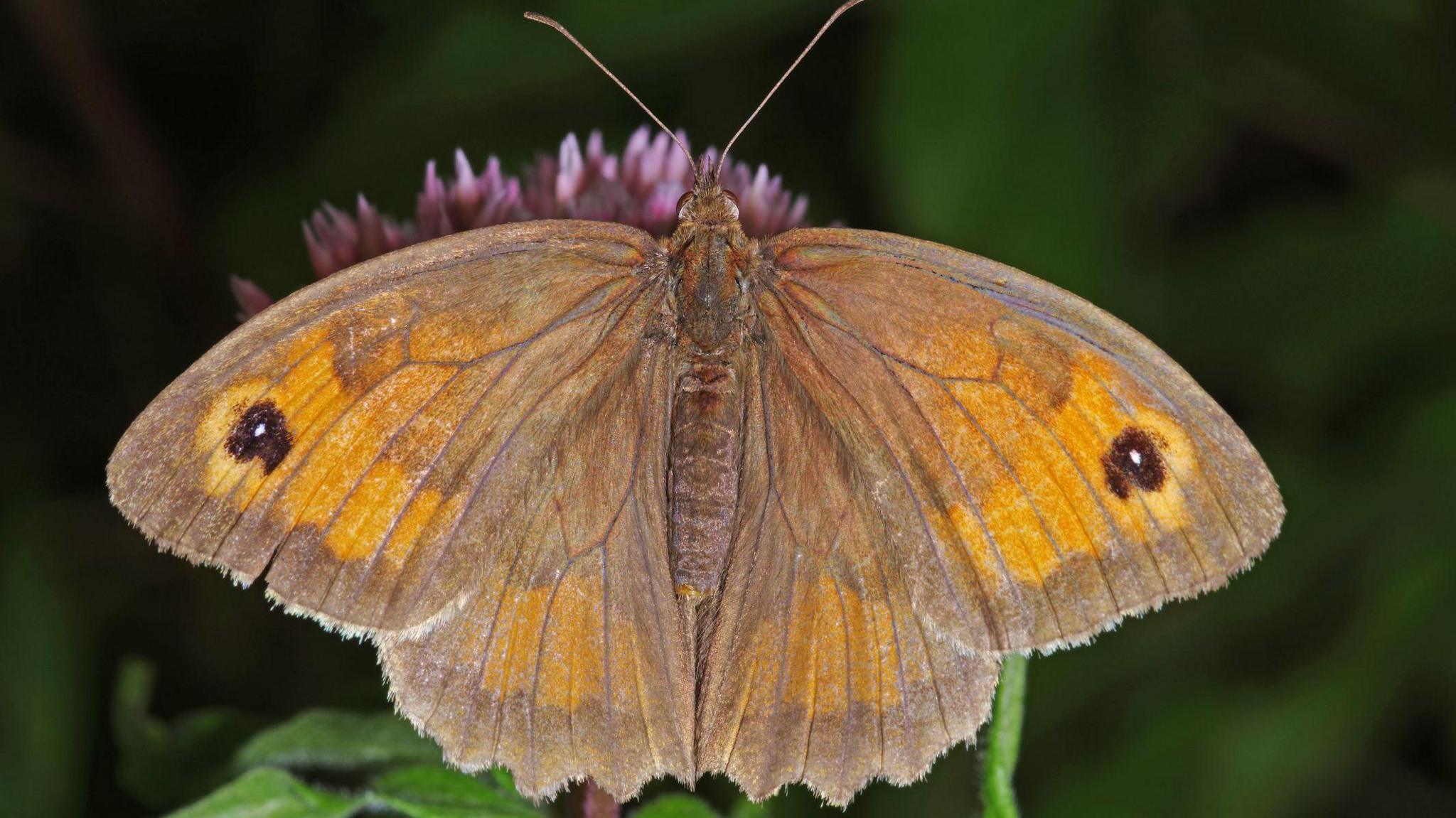 £75,000 do phròiseactan nàdair air Ghàidhealtachd - Naidheachdan a' BhBC