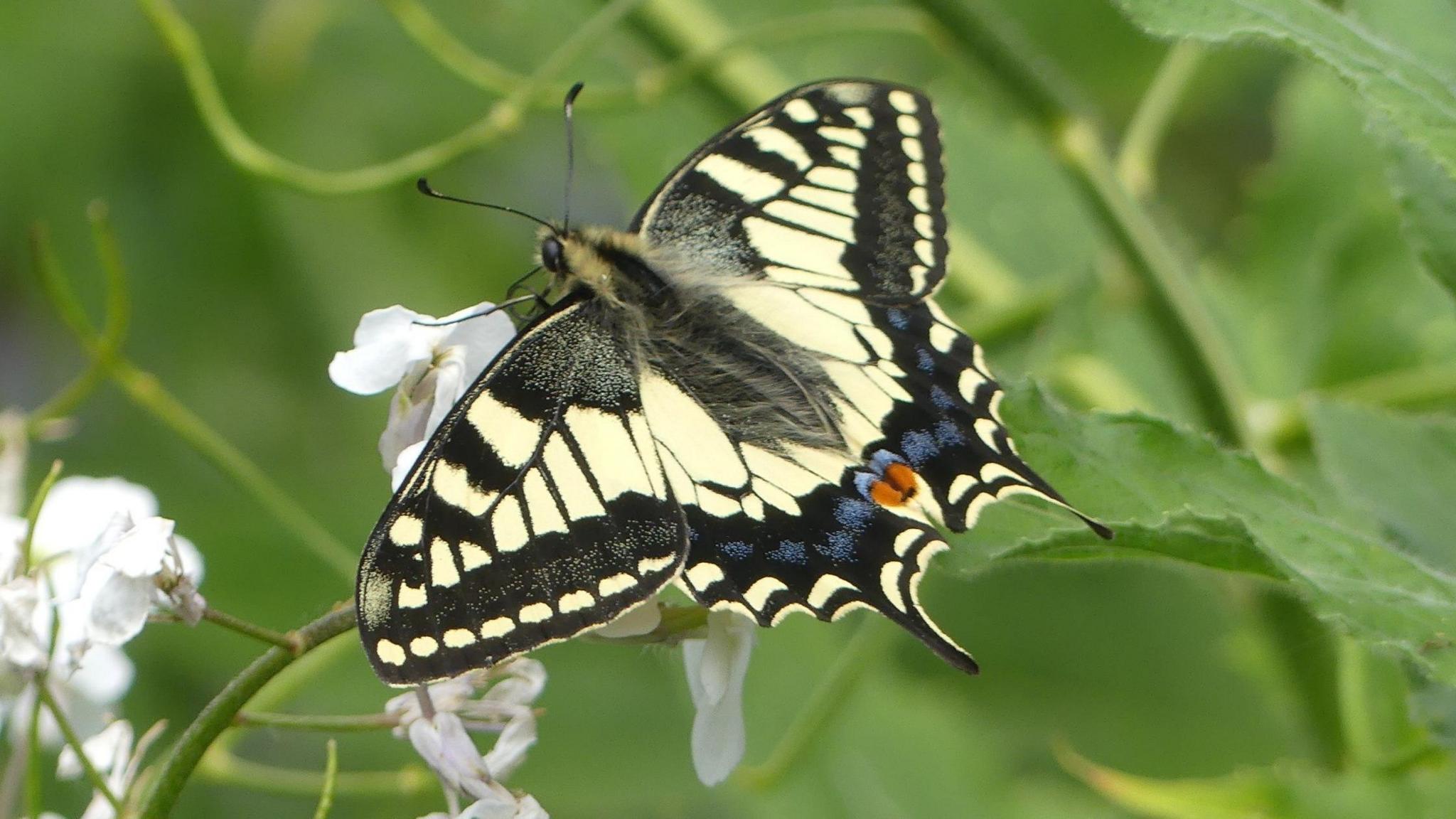 Project to bring swallowtail butterfly back to East Yorkshire - BBC News