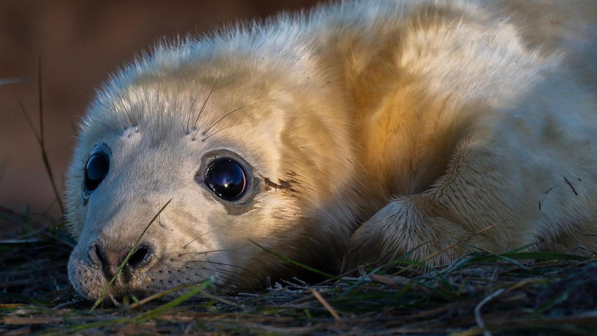 Adorable Donna Nook seal pup expressions caught on camera - BBC News