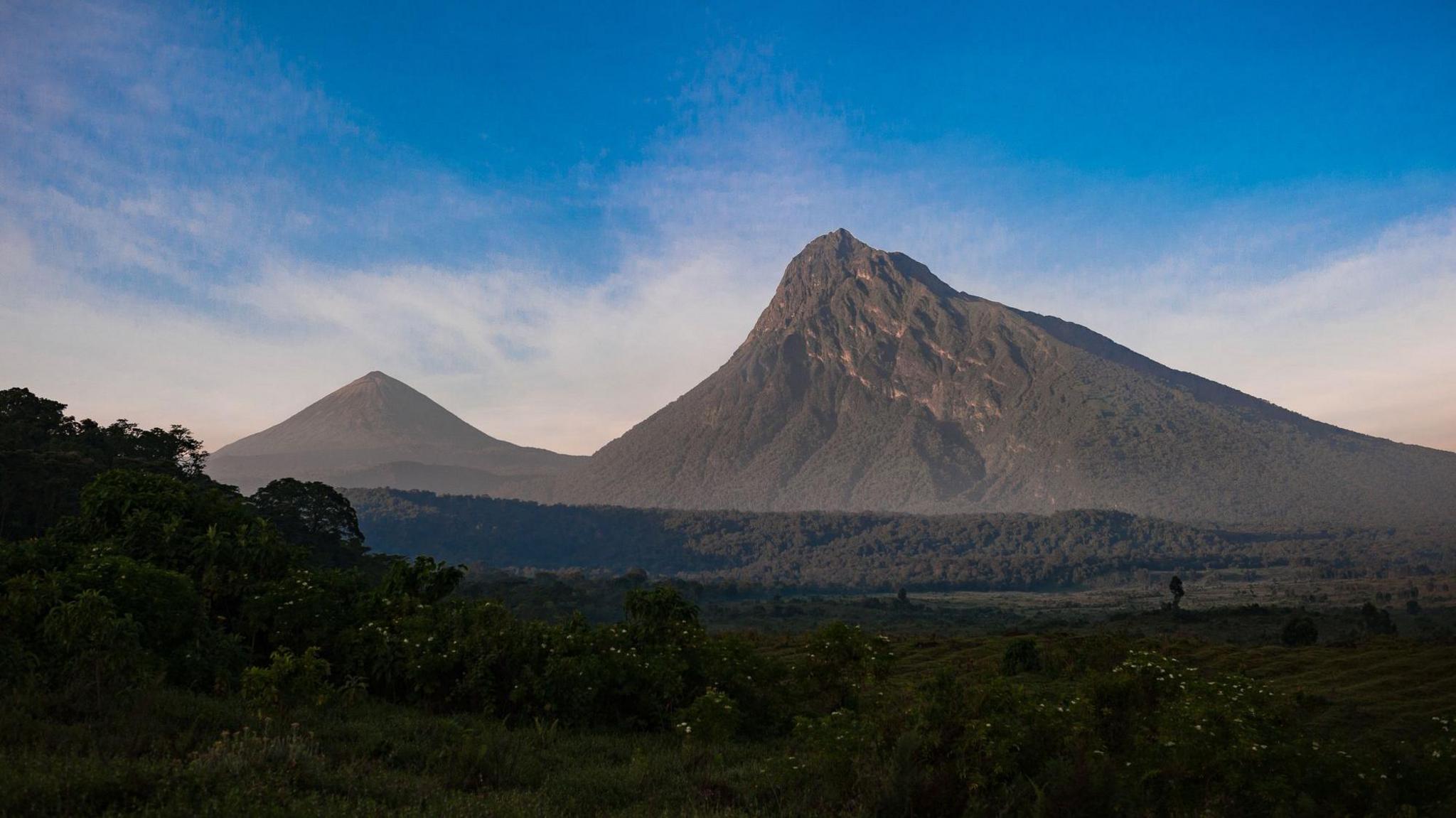Rare baby mountain gorilla twins born in Virunga National Park - BBC Newsround