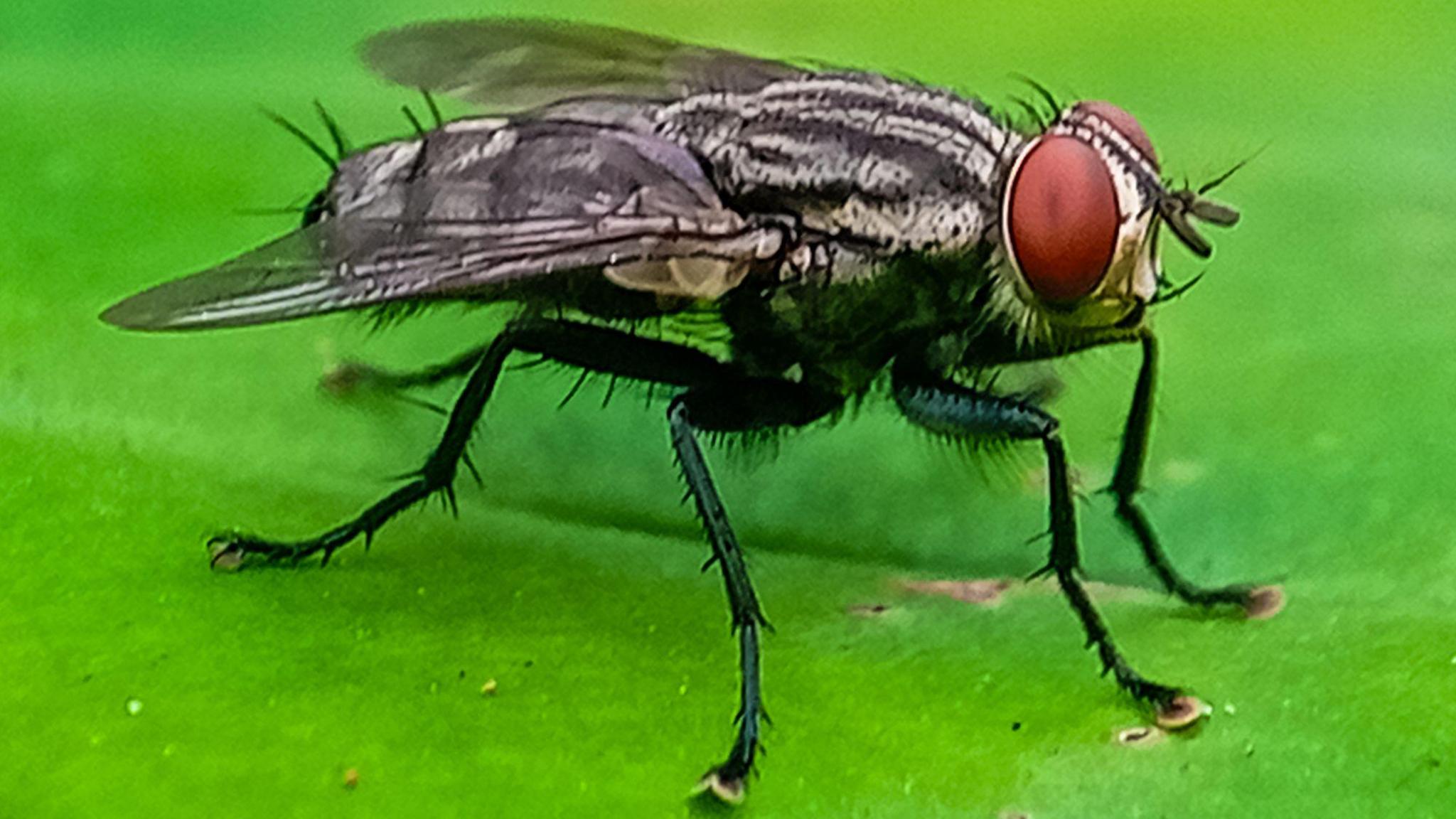US plans to fight flesh-eating screwworm outbreak with flies and dogs ...