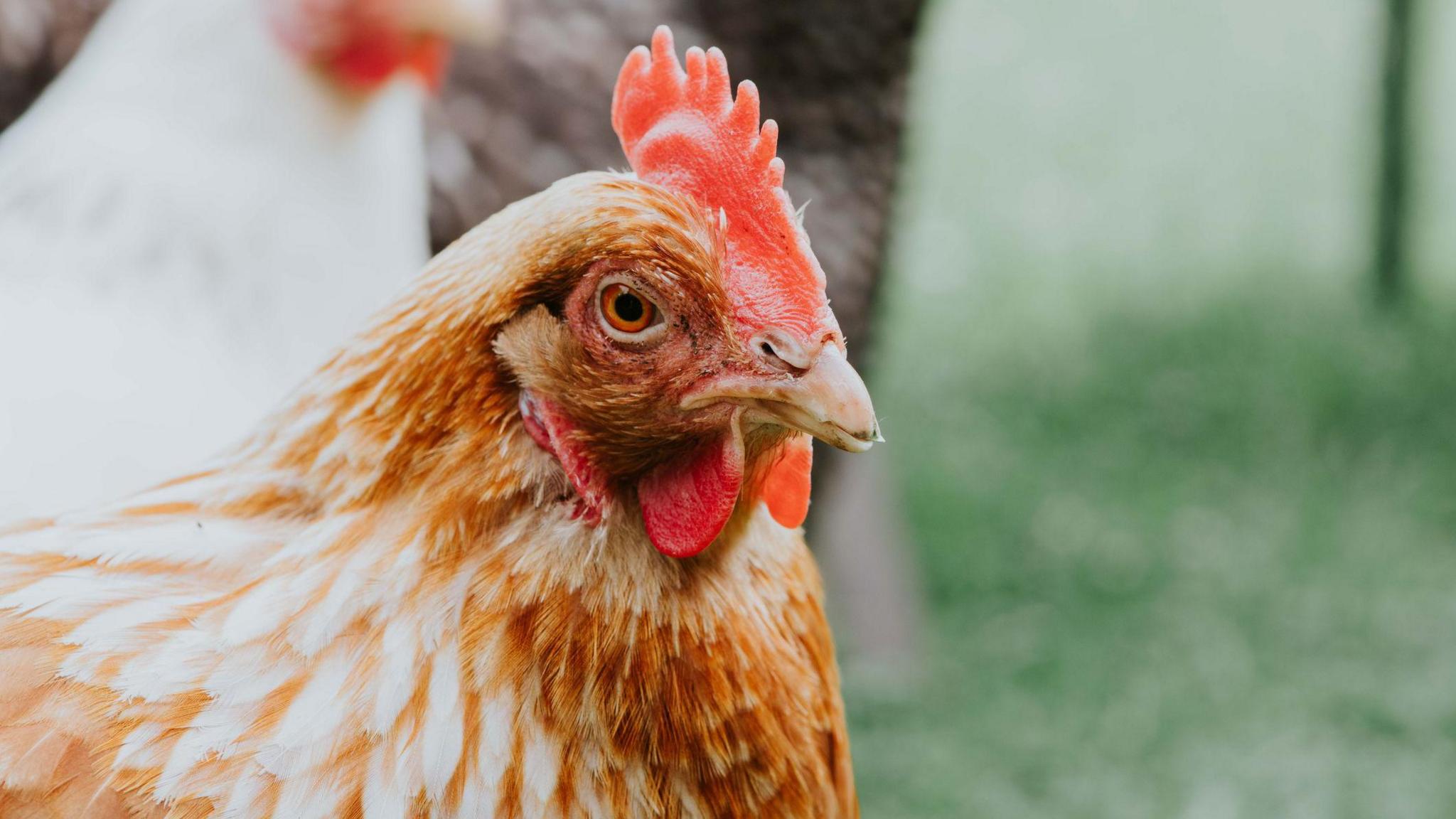 Bird flu confirmed at Warwickshire's Ryton Pools Country Park - BBC News