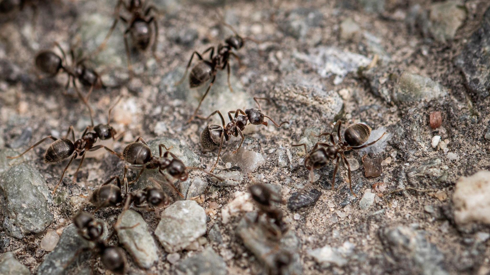 Ants adapt their nests to prevent spread of diseases - BBC Newsround