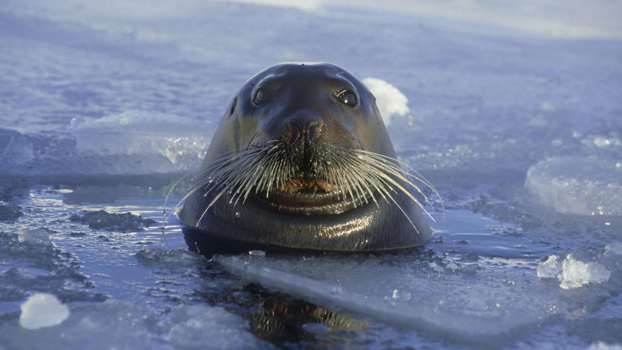Pioneering wildlife cameraman Doug Allan dies after falling ill in ...