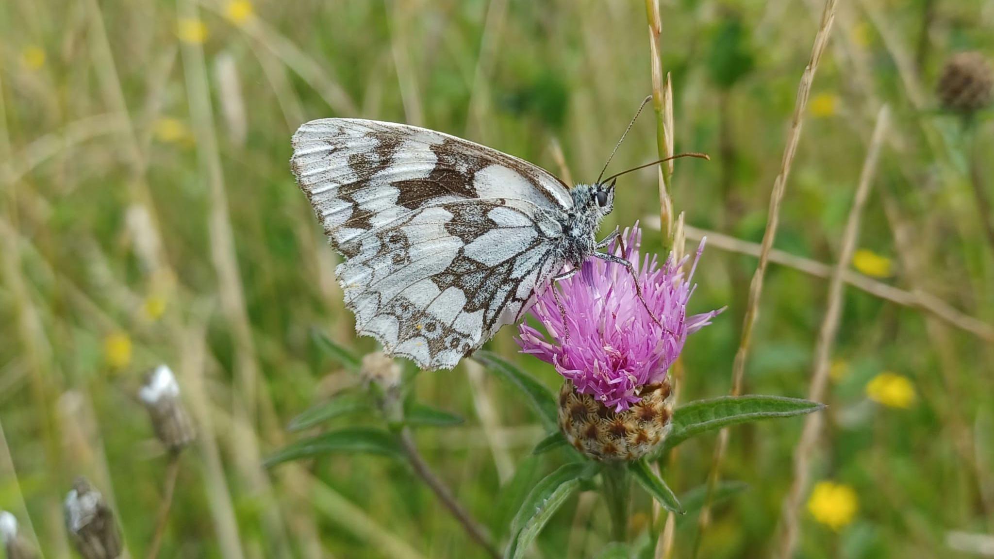 AI-powered Surrey conservation project ends - BBC News