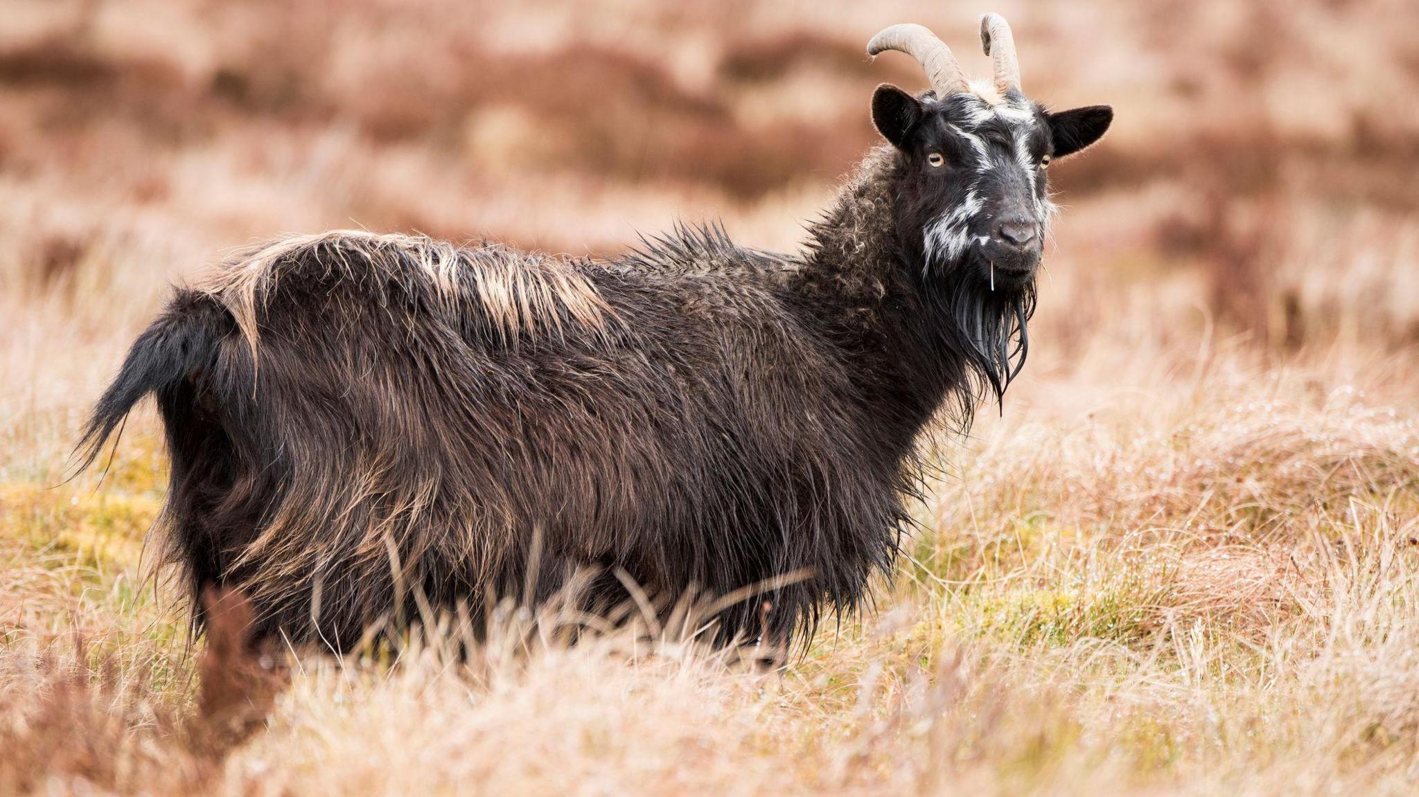 MSPs close protected status petition for Langholm Moor goats - BBC News