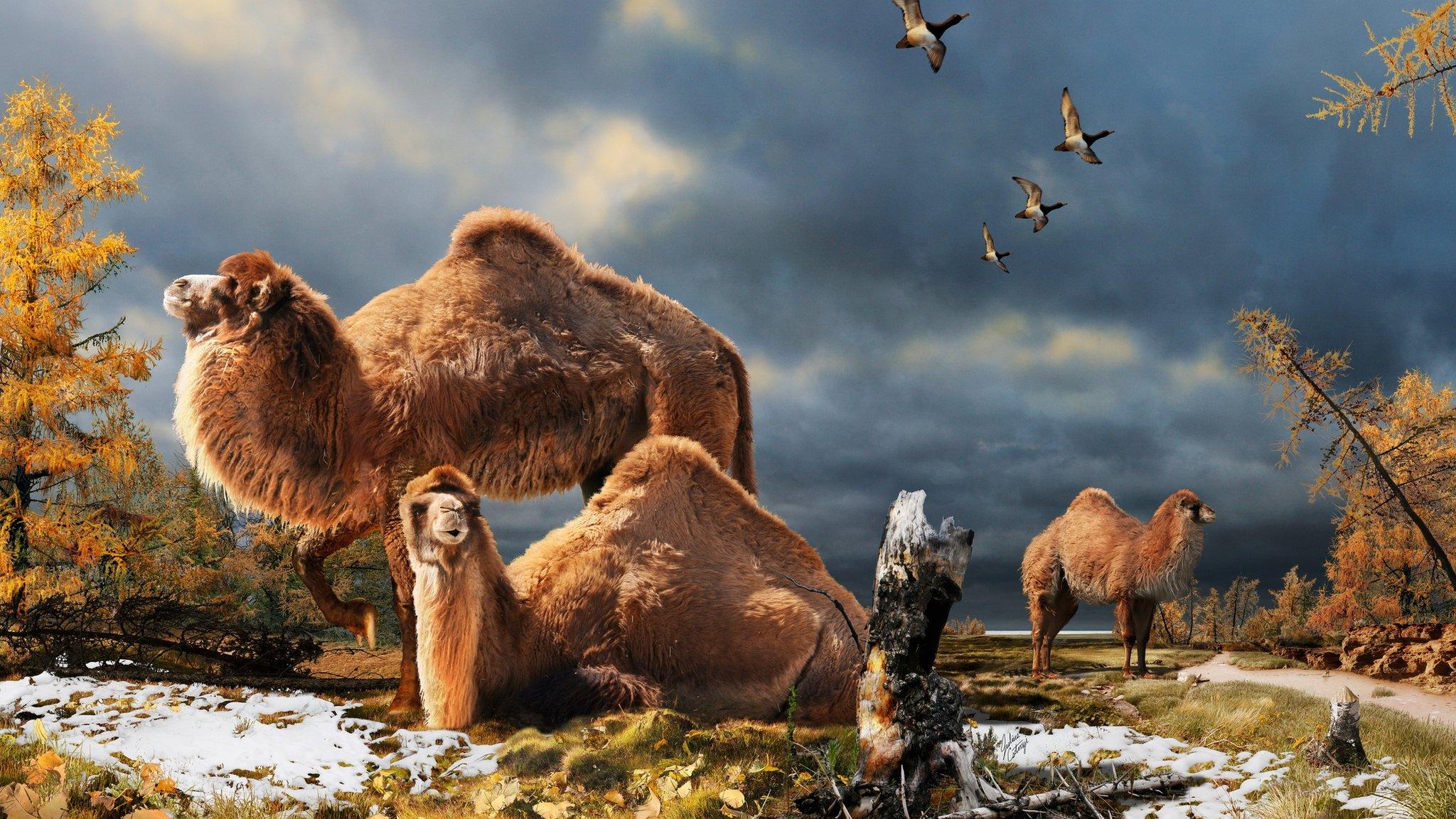 Intact Ottoman 'war camel' found in Austrian cellar - BBC News