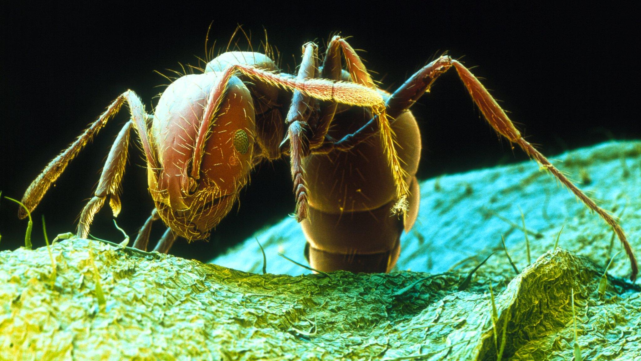 Ant colony 'personalities' shaped by environment - BBC News