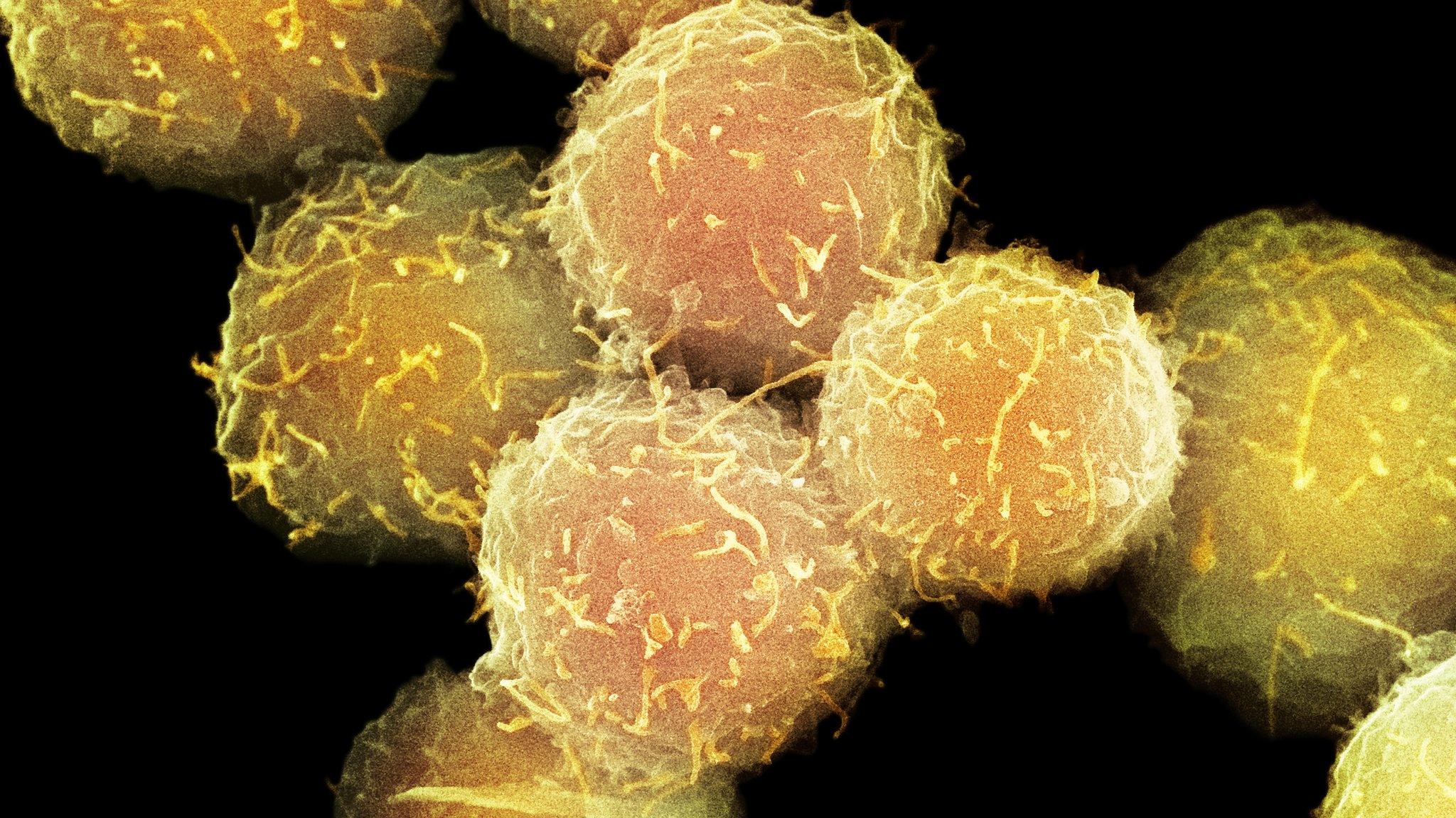 Japanese stem-cell 'breakthrough' findings retracted - BBC News