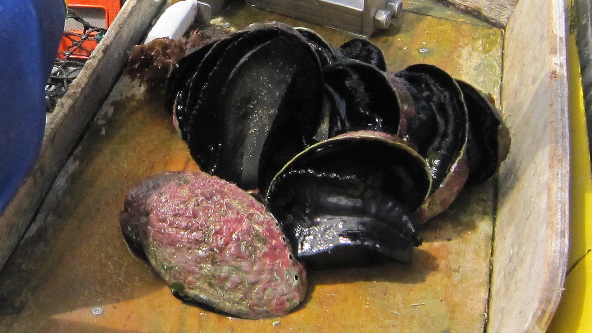 Why abalone is New Zealand's catch of the day - BBC News