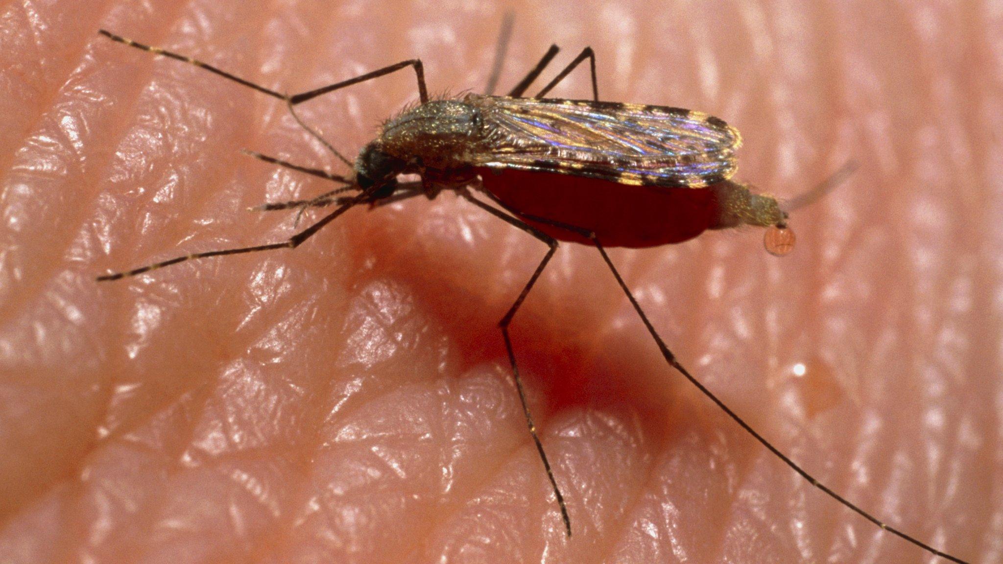 Sweet-smelling secrets of mosquito-repellent grass - BBC News