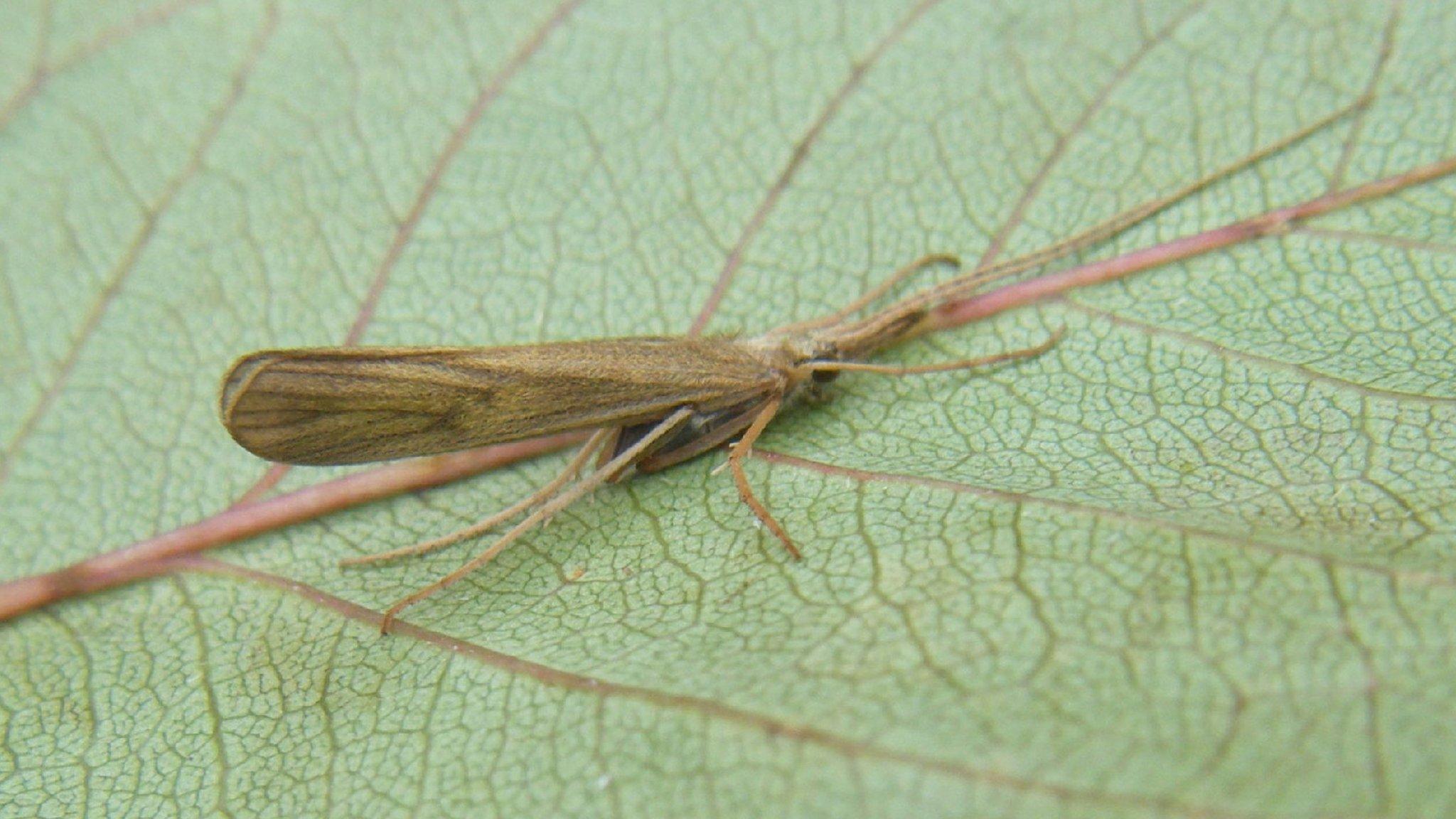 Most northerly records of beetles made in Scotland - BBC News