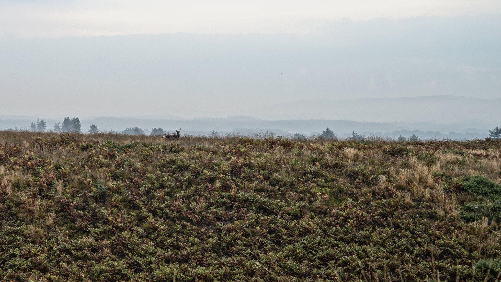 Lower Bockhampton Kingston Maurward housing development plans dropped ...