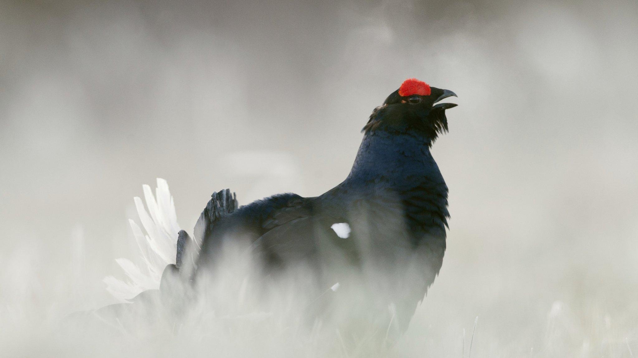 Battle to stop south of Scotland black grouse decline begins - BBC News