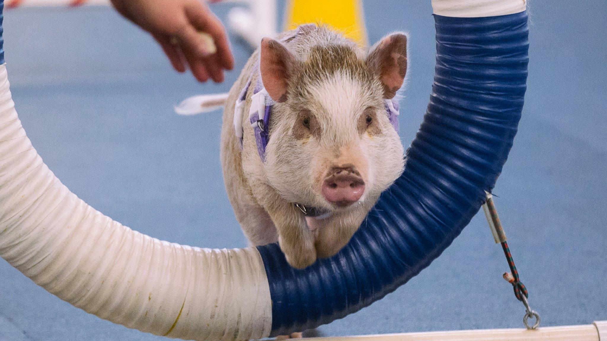 The wild pig who thinks he's a cow - BBC Newsround