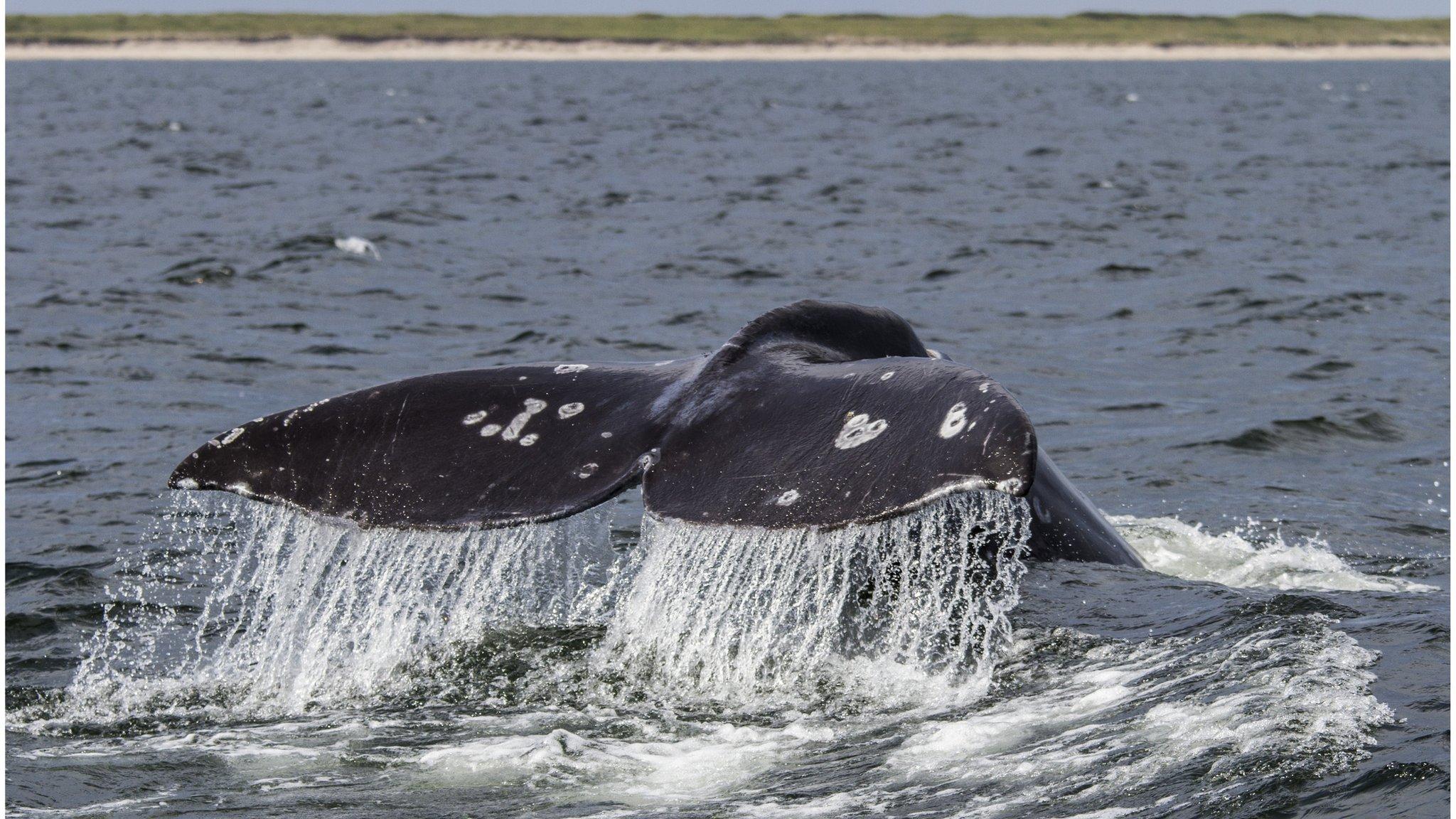 In pictures: Drones take whale science to new heights - BBC News