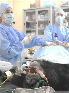 Pioneering surgery for moon bear by Edinburgh vet - BBC News