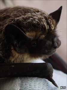 Rare vagrant parti-coloured bat found on Arran - BBC News