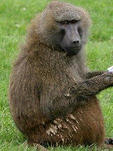 Knowsley Safari Park baboon shot dead after escape - BBC News