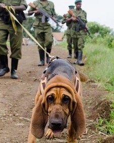 DR Congo employs dogs to tackle elephant poaching - BBC News