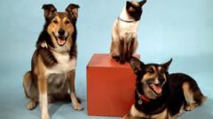 Blue Peter Quiz: Fun facts about pet animals for kids - CBBC