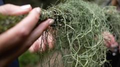 Temperate rainforest restoration project to begin in Cornwall - BBC News