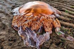 'Bumper year' for jellyfish sightings in Scotland - BBC News