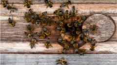 The 'unnoticed insect apocalypse': How people in towns and cities can ...