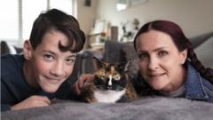 National Cat Awards 2022: Meet some of the finalists - BBC Newsround