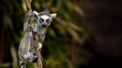 Exotic pets: What are the rules around keeping primates? - BBC Newsround