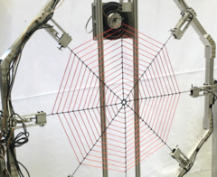 Giant web probes spider's sense of vibration - BBC News