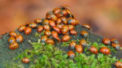 A gaggle, a confusion and a conspiracy - bizarre animal collective ...