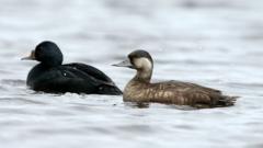 Clue to demise of rare common scoter ducks - BBC News