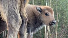 Canterbury: First bison conceived in rewilding project is born - BBC News
