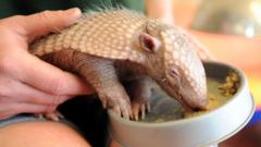 Oxfordshire wildlife park hand-rears first armadillo pups - BBC News