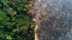 Amazon rainforest: Deforestation rate halved in 2023 - BBC News