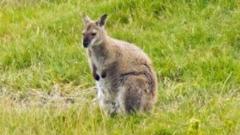 Why kangaroo culling divides Australia - BBC News