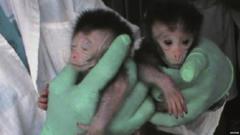 Scientists create the first ever autistic monkeys - BBC News